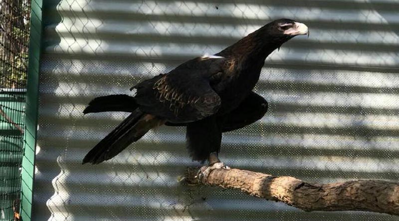 2nd Cavalry Regt recruits new mascot - CONTACT magazine