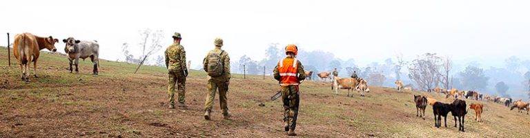 Ration-pack-cheese cows get Army payback – CONTACT magazine