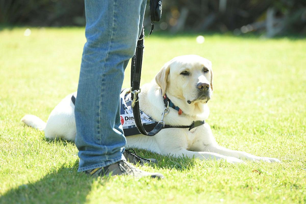 A helping paw - CONTACT magazine