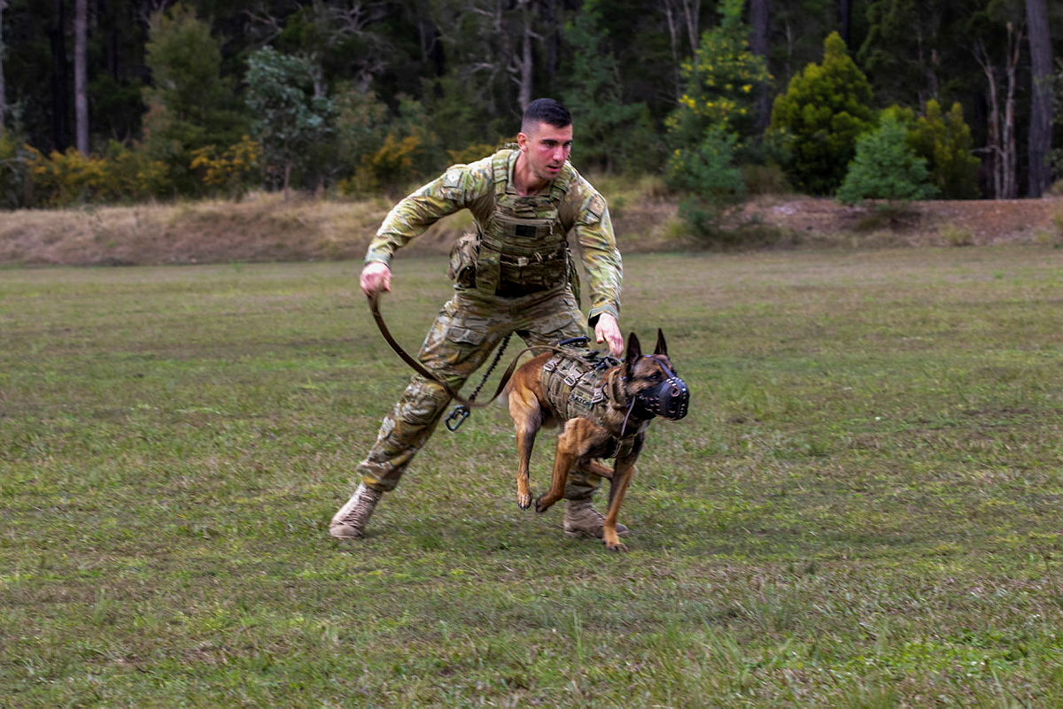 Military police welcome new hounds and handlers - CONTACT magazine