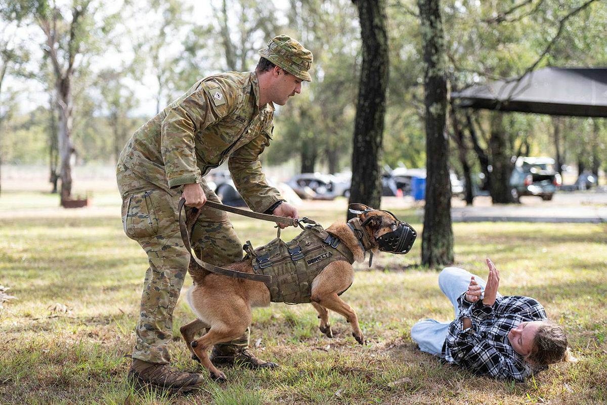 Graduates a boost for police dog capability - CONTACT magazine