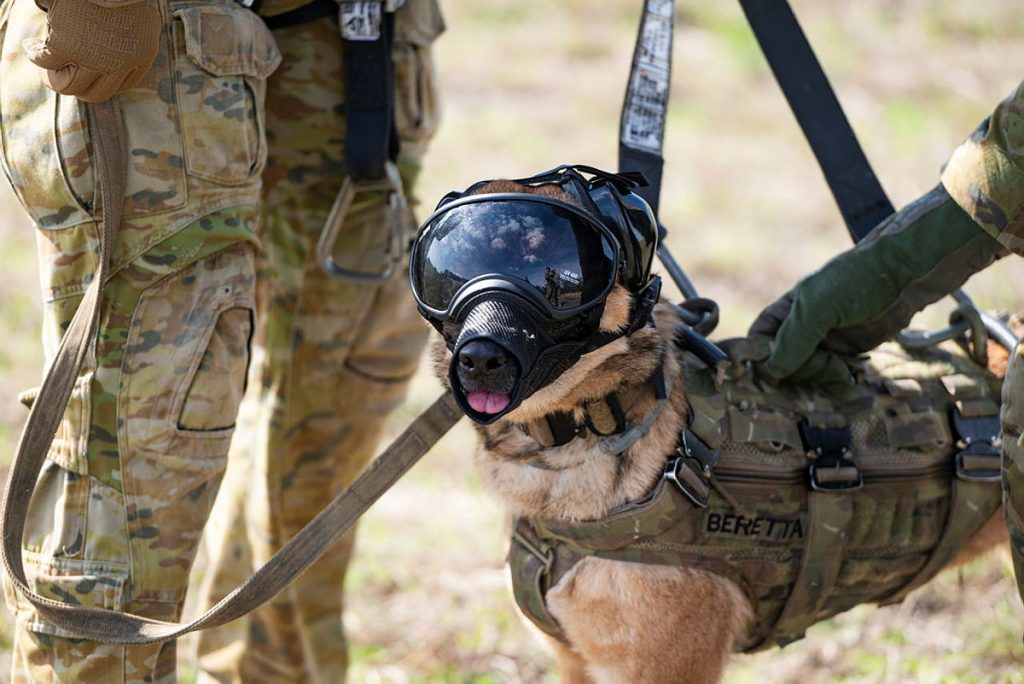 Graduates a boost for police dog capability – CONTACT magazine