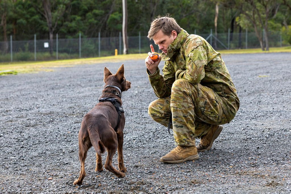 Explosive detection dogs have a blast on the job - CONTACT magazine